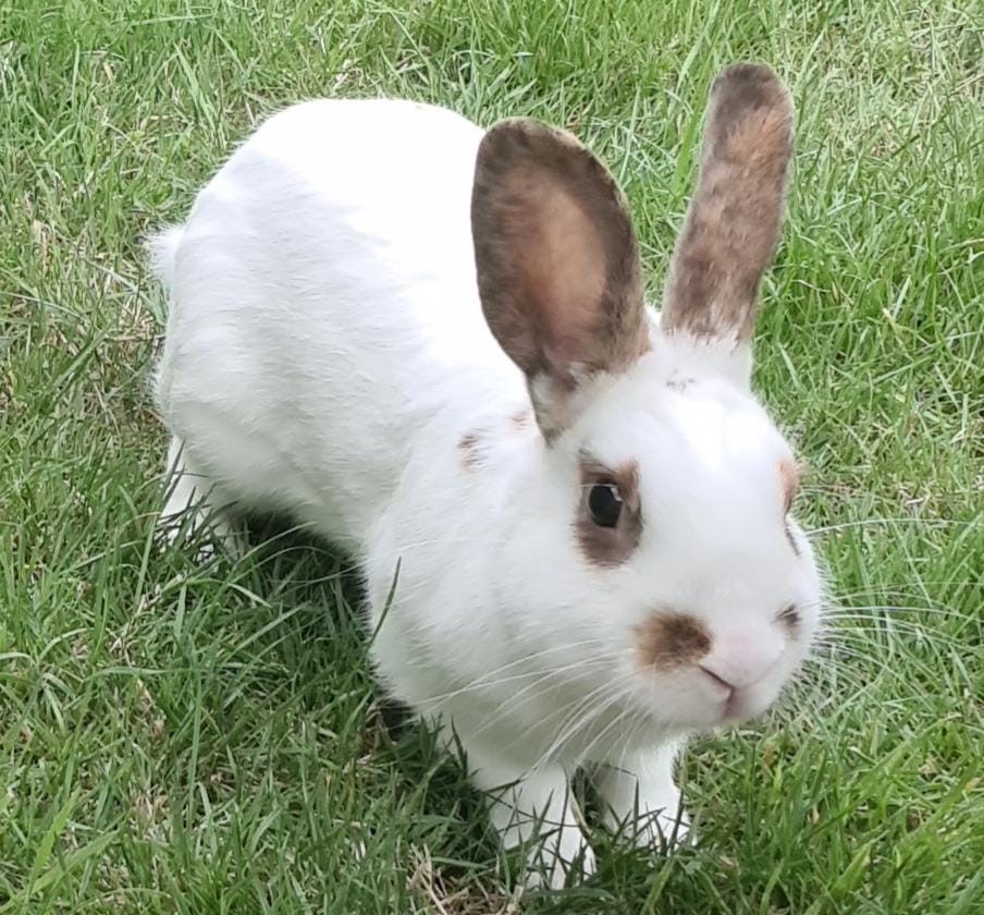 Birdham CE Primary School - Rainbow Team